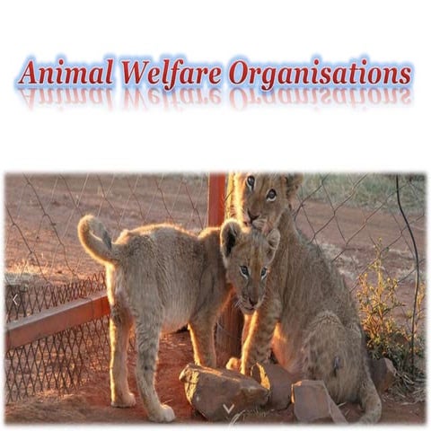 Animal Welfare Organisations | PPT