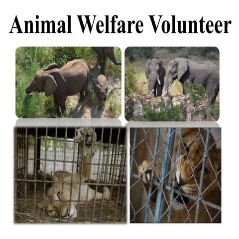 Animal Welfare Volunteer | PPTX
