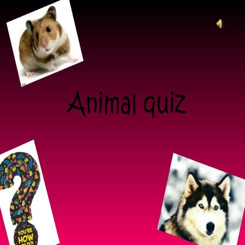Animal Quiz | PPT