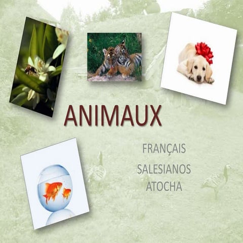 Animaux | PPT