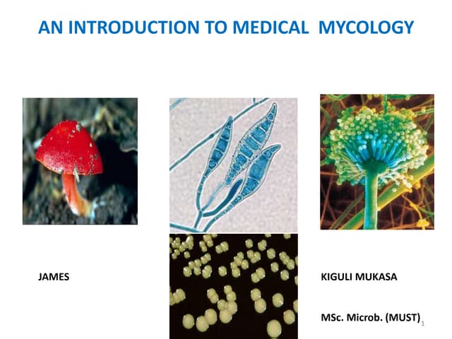 Introduction and Classification of Fungi | PPTX