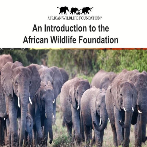 An introduction to the african wildlife foundation 062014 | PPT