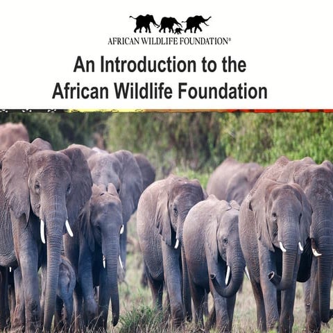 Meet the African Wildlife Foundation | PPT