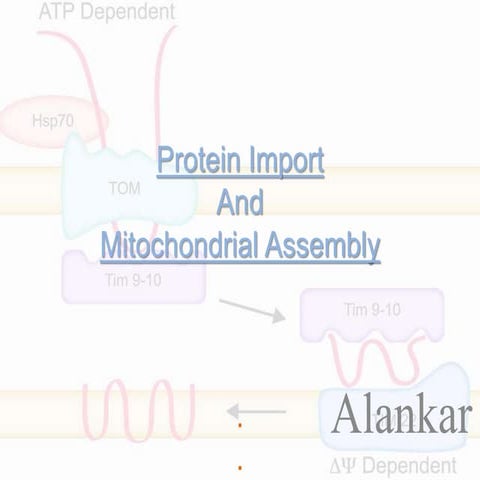 Protein Import & Mitochondrial Assembly | PPTX