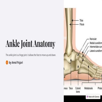 Ankle-Joint-Anatomy.pdf yannba jajjj sjjjl | PDF