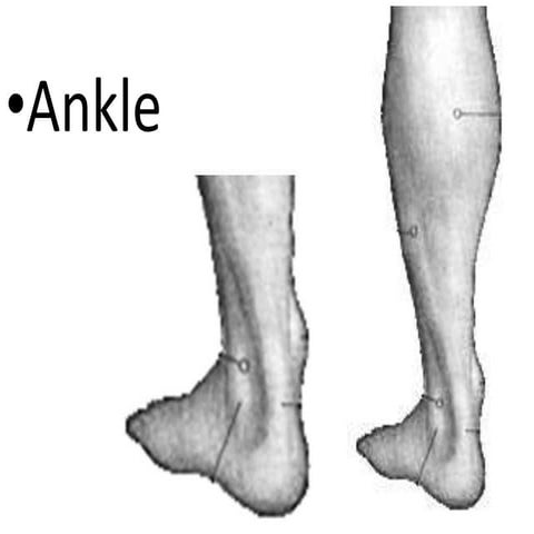 Ligaments of ankle joint (Ankle complex) | PPTX