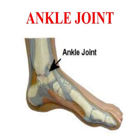 Anatomy of Ankle joint | PPTX