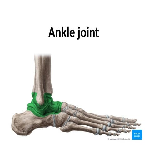 Ankle Joint.pptx