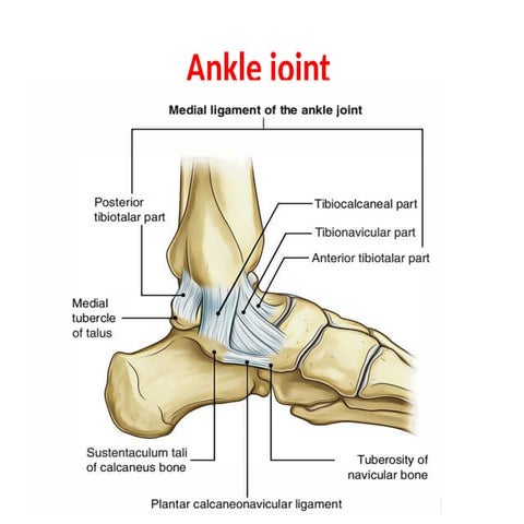 Ligaments of ankle joint (Ankle complex) | PPTX
