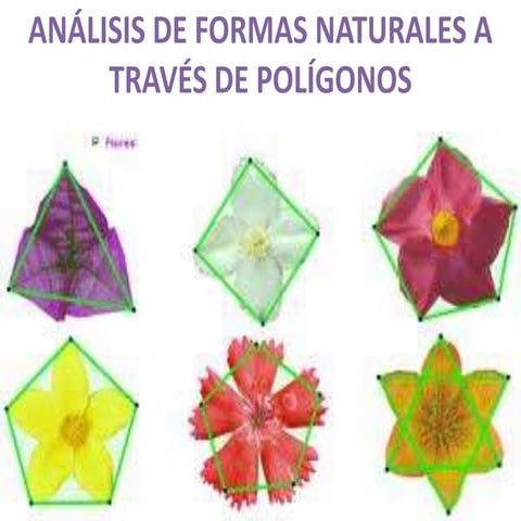 Formas Geométricas En La Naturaleza Para Niños