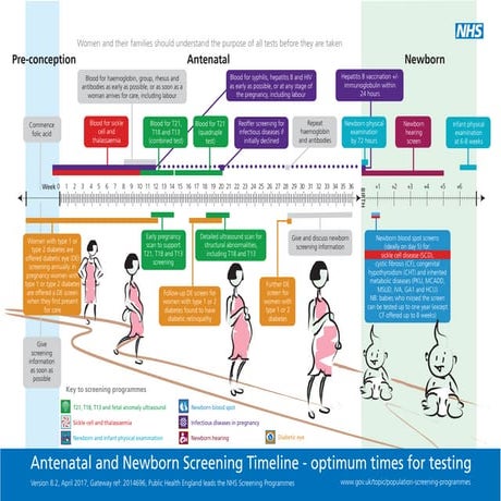 Prenatal linea de tiempo ANNB_Timeline_v8.2 | PDF