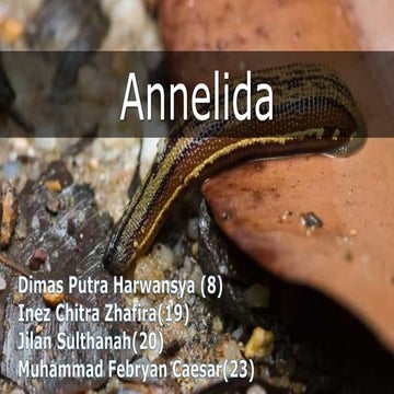 Annelida | PPTX