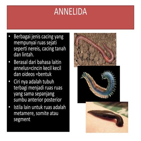 annelida presentase kelompok 4 dari hasil pertemuan pertama.pptx
