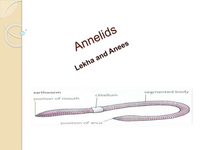 Phylum Presentation - Annelida | PPTX