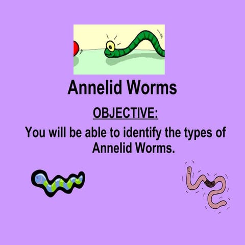 Annelid worms evelyn | PPT