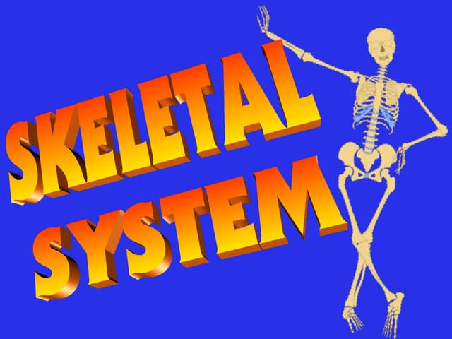 Skeletal system powerpoint | PPT
