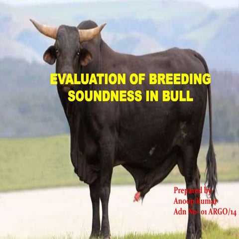 Andrology lecture 15 Breeding soundness evaluation of bulls | PDF