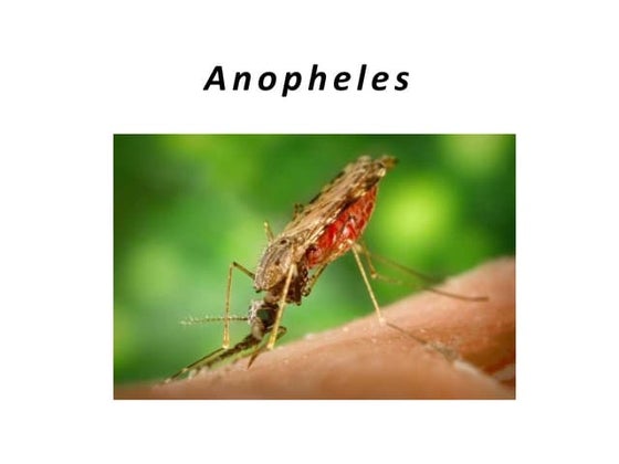 Anopheles mosquito | PPT