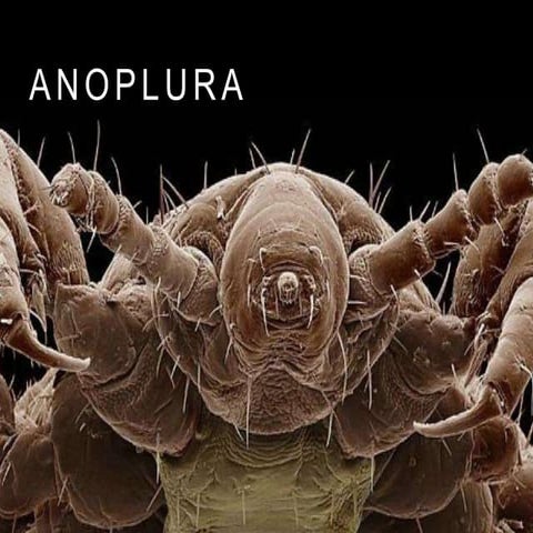 Anoplura | PPTX