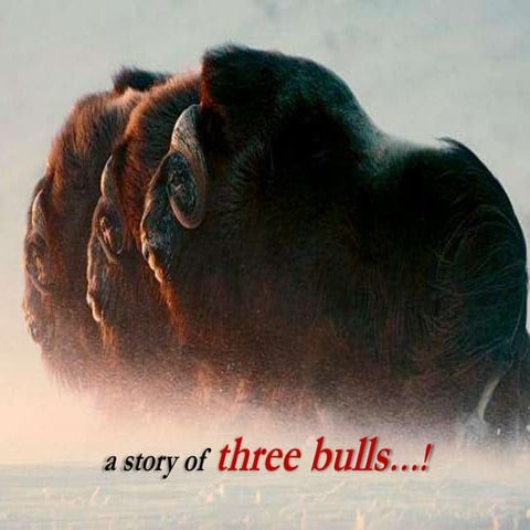 A story of 3 bulls... | PPTX
