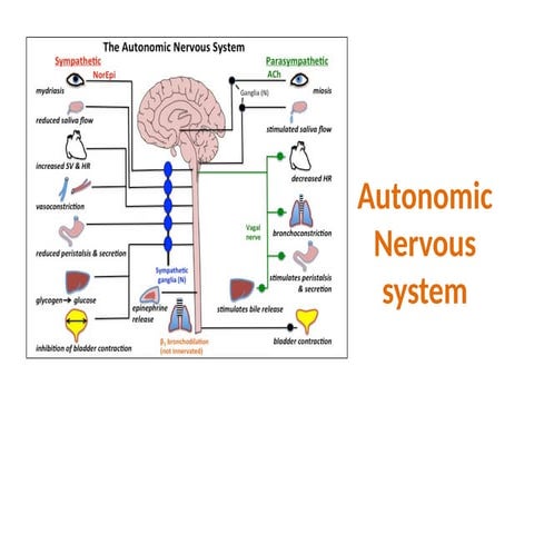 AUTONOMIC NERVOUS SYSTEM CLINICAL S.pptx