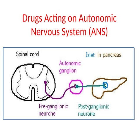 Autonomic nervous system - pharmacology | PPT