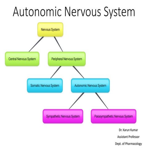 Autonomic nervous system-I | PPT