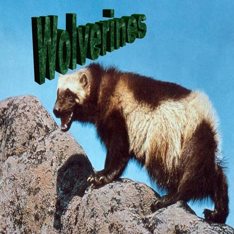 Wolverine | PPT