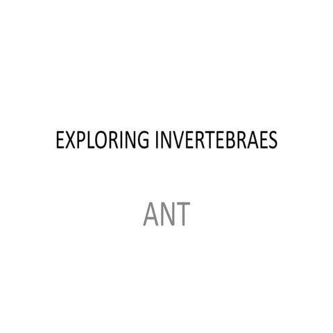 Ant | PPT