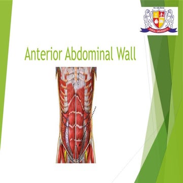 Ant. abdominal wall (3) anatomy pptsupdated | PPT