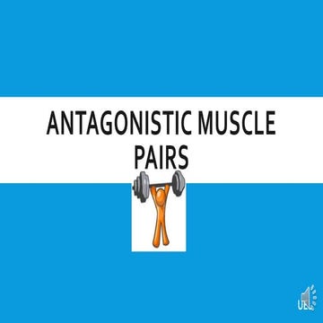 What Does Antagonist Mean In Anatomy Kinesiology Of The Knee