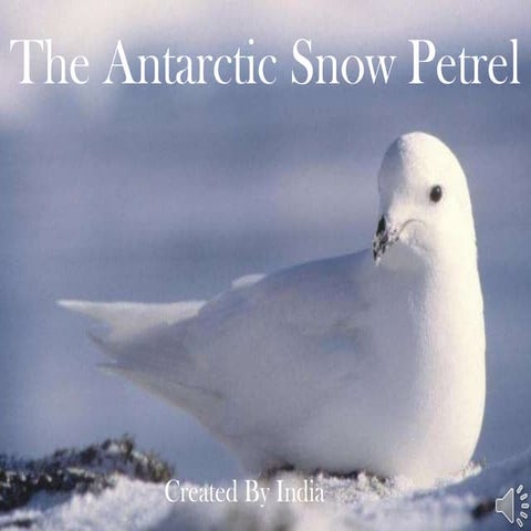 Antarctica snow petrel | PPT
