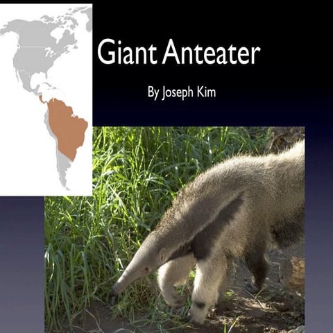 Anteater09 | KEY