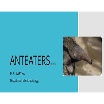 ANTEATERS.pptx