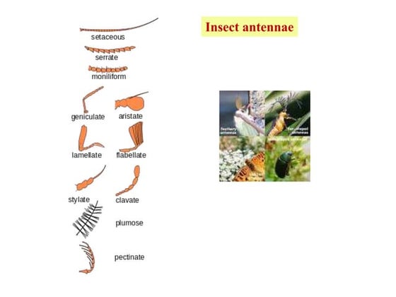 Insect Antennae: Structure, Functions and Their Modifications | PPTX