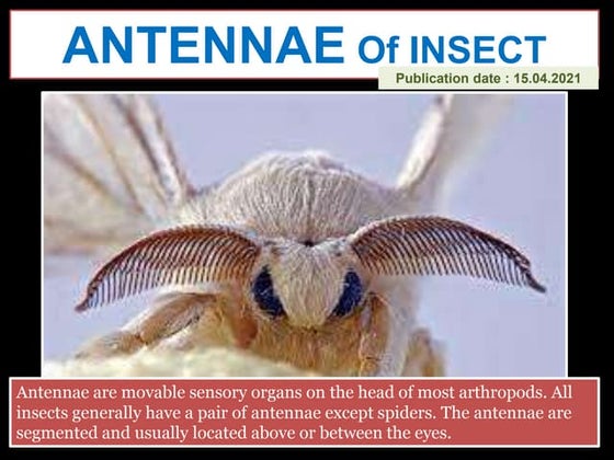 Insect Antennae: Structure, Functions and Their Modifications | PPTX