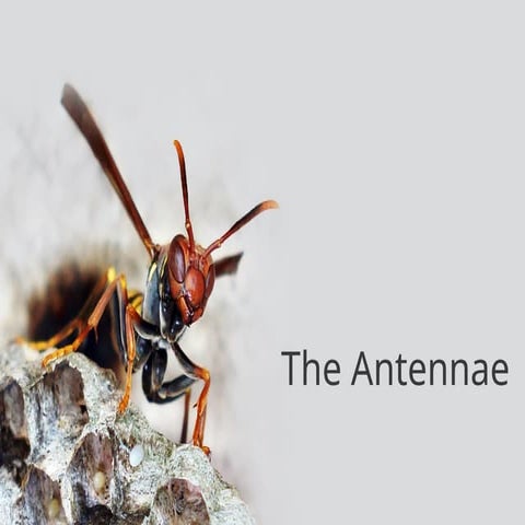 Insect antennae and its modifications | PPTX