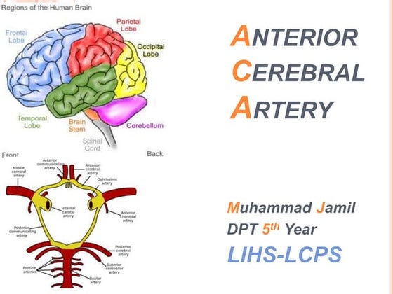 Cerebral blood flow | PPT