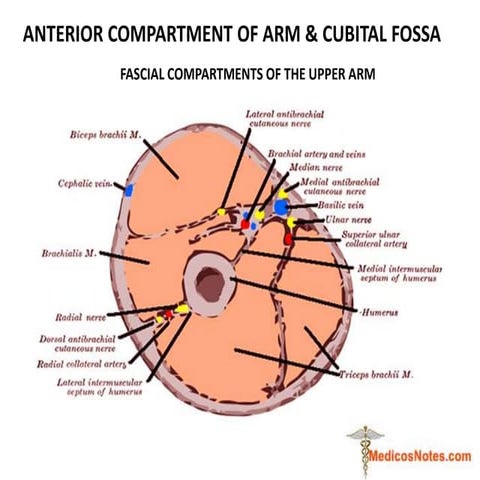 Anterior compartment of cubital fossa and arm medicos notes.com