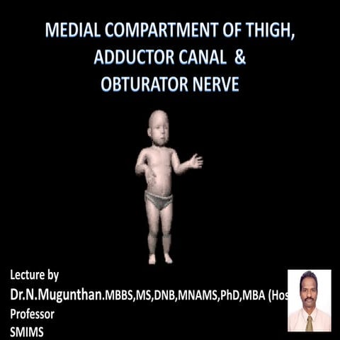Anteriormedial Compartment Of Thighadductor Canal Andobturator Nerve Dr