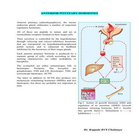 Anterior Pituitary Hormones.pdf