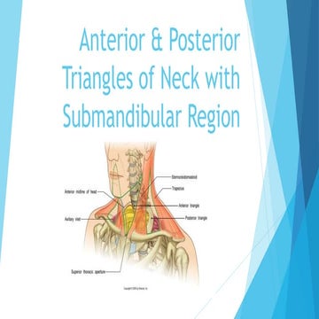 Anatomy of submental and submandibular triangles | PPTX