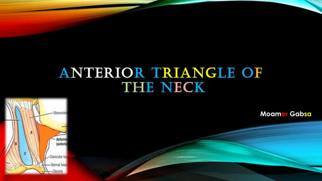 Posterior triangle of the neck | PPTX | Death, Injury, or Military ...