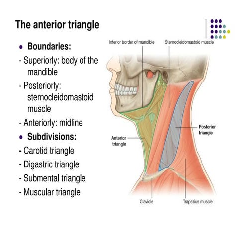 Anterior triangle of the neck | PPT