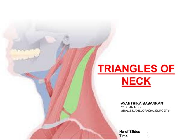 Carotid Triangle (Anatomy of the Neck) | PPS