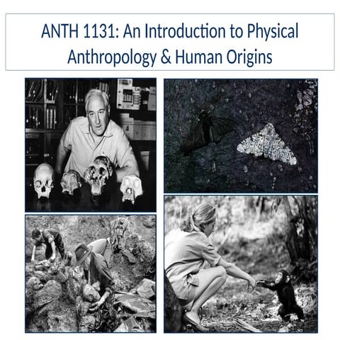 Anth 1131 PowerPoint 6b Primate Behavior II AP.pptx