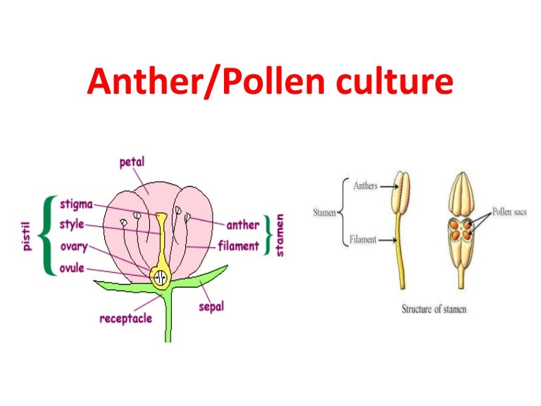 Anther culture
