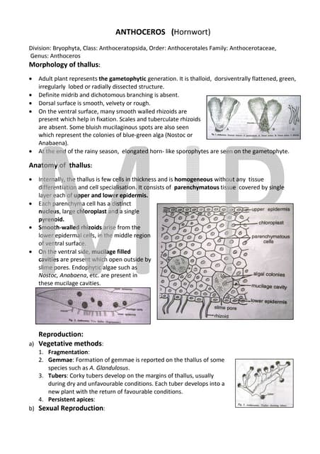 Anatomy of dicot and monocot stem | PPT