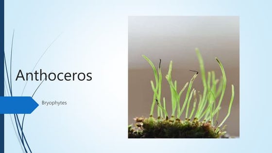 Life cycle of pinus | PPT