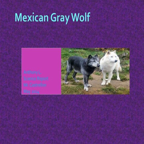 Animal power point (gray wolf) | PPTX